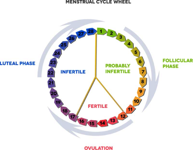 Stages of Fertility investigation - Conceive - IVF, Fertility ...